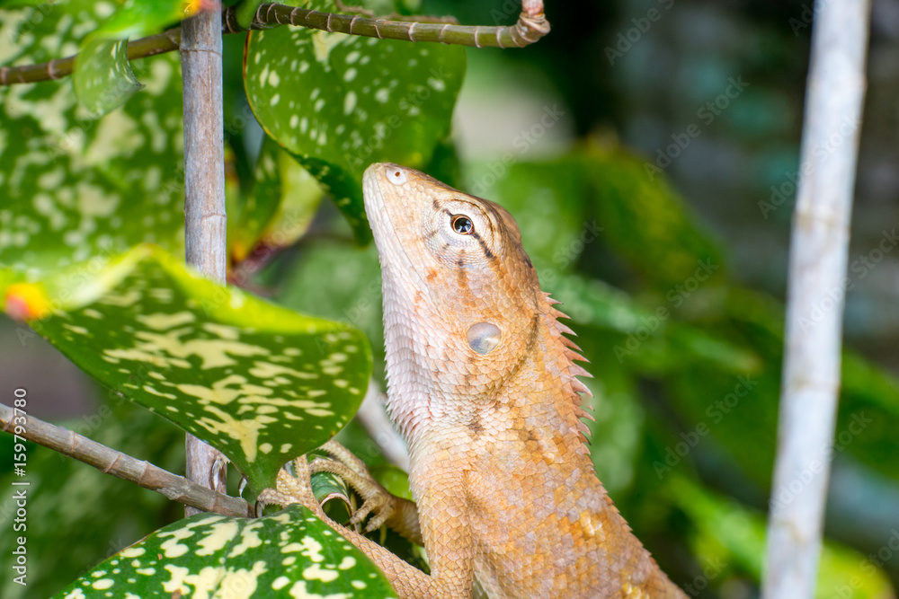 Female Oriental garden lizard (chordata: Sarcopterygii: reptilia ...