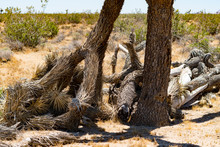 Joshua Tree Bark Closeup Free Stock Photo - Public Domain Pictures