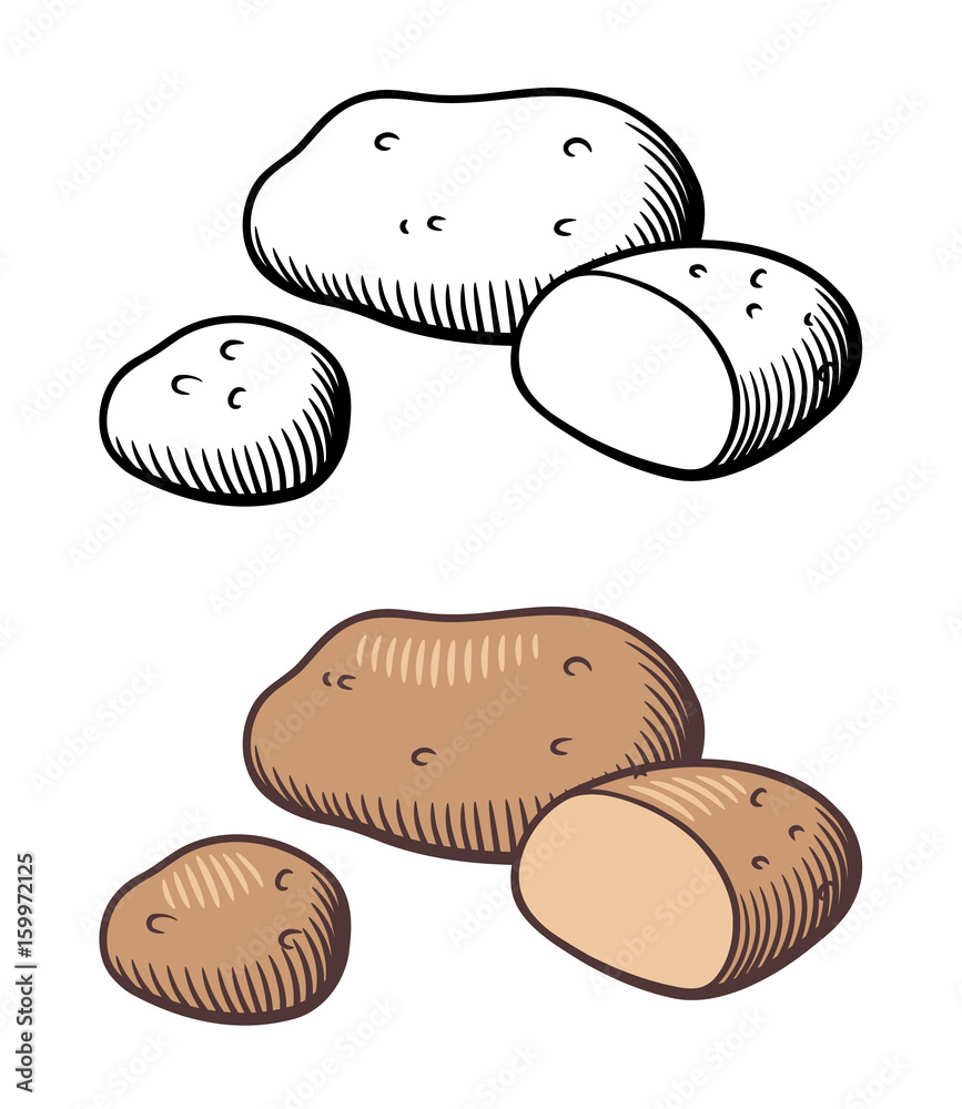 Vector hand drawn illustration of potatoes. Potato tuber and cross ...