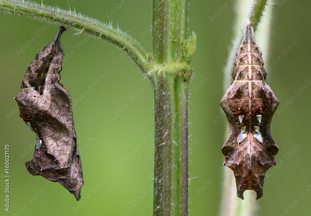 Stock-Foto „Comma butterfly (Polygonia c-album) pupa front and side ...