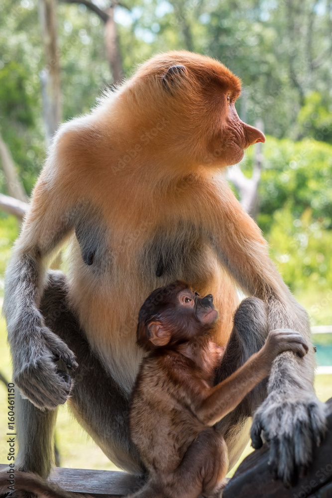 Proboscis monkey with baby monkey sitting on the wood. Adult female ...