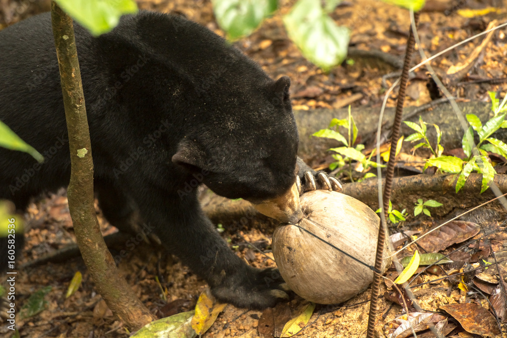 Picture of Sun bear at the Borneo Sun Bear Conservation Centre at ...