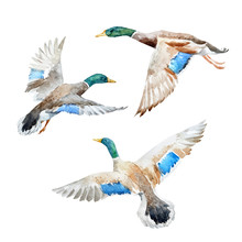 Vintage Ducks Art Painting Free Stock Photo - Public Domain Pictures