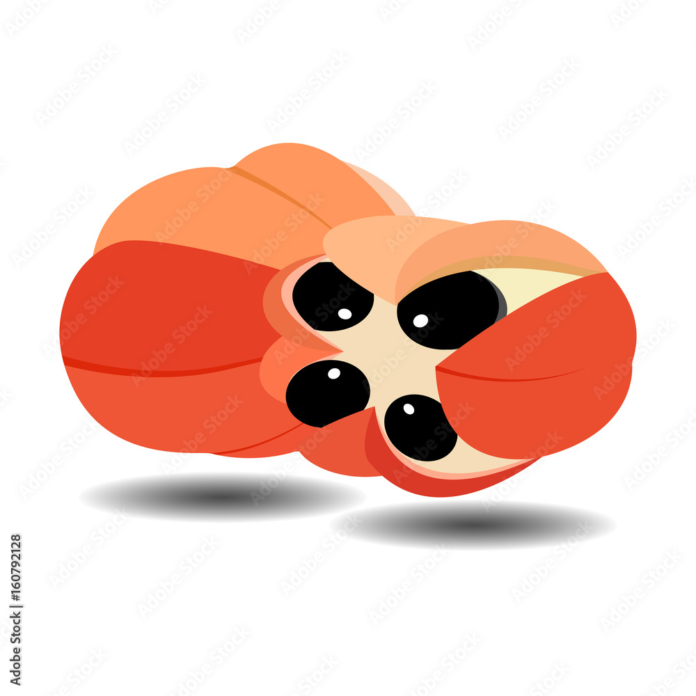 Ackee (Blighia sapida, akee). Hand drawn vector illustration of Ackee ...