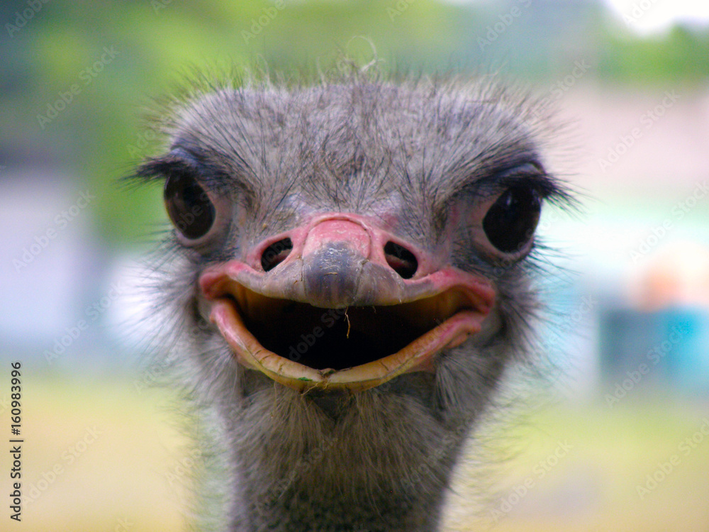 Ostrich bird head and neck front portrait in the park. Up close smiley ...