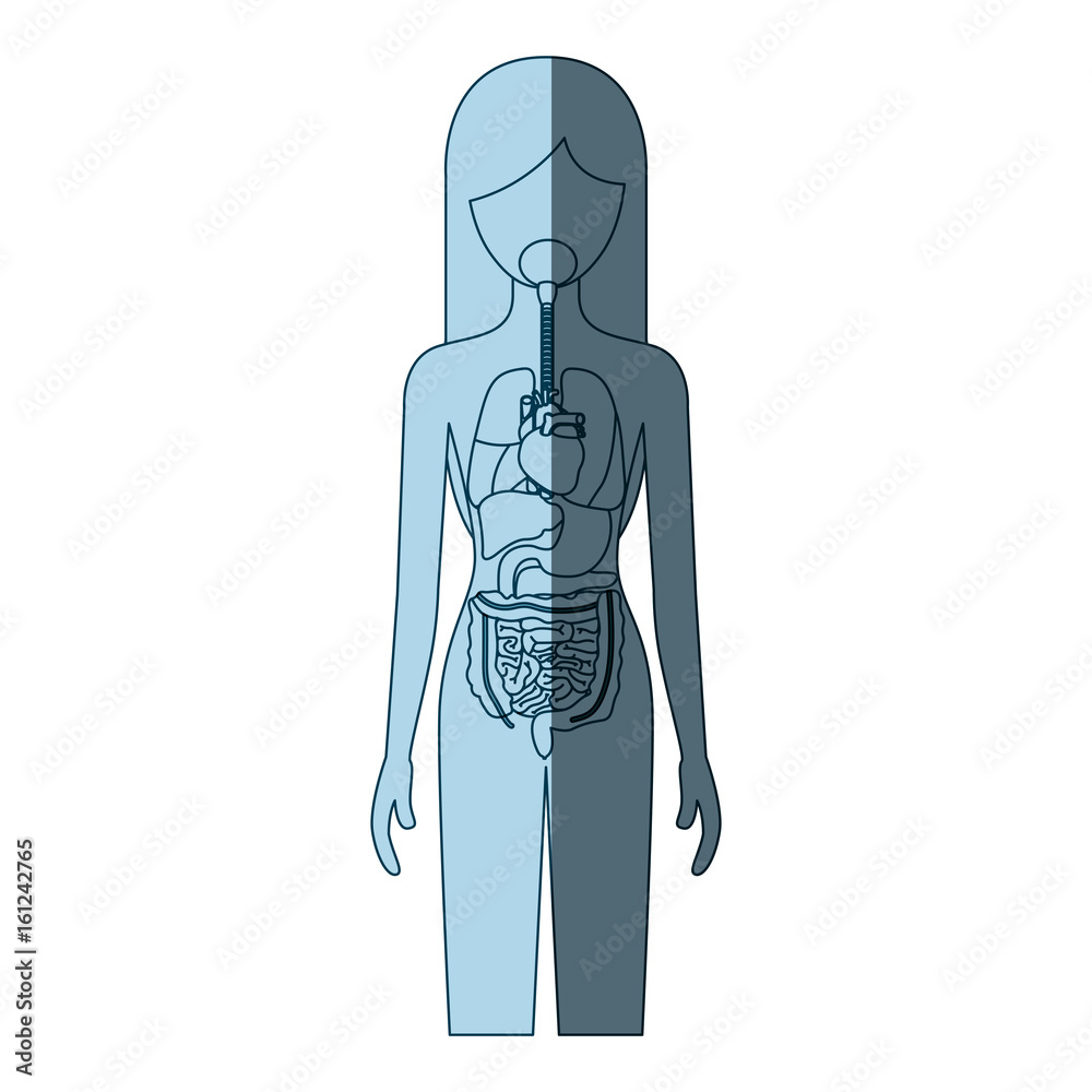 blue color shading silhouette female person with internal organs system ...