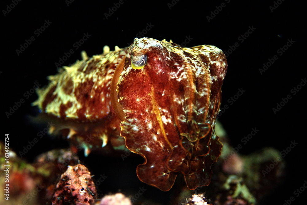 cuddle fish Stock Photo | Adobe Stock