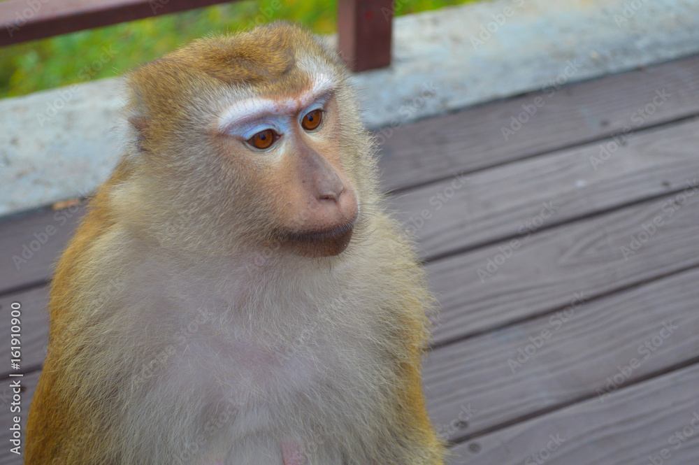 sad monkey looking for something. Her face is nice. She has brown hair and red eyes and blue ...