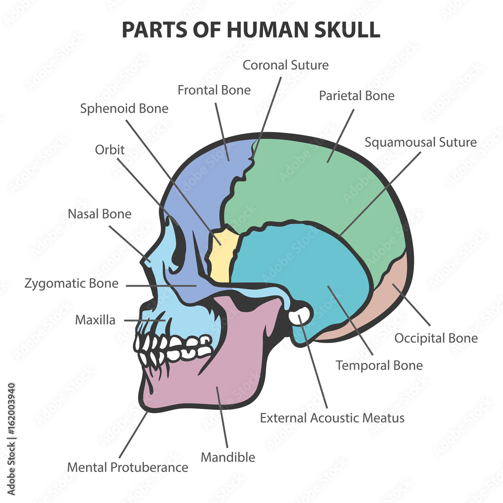 SKULL ANATOMY VECTOR Stock Vector | Adobe Stock