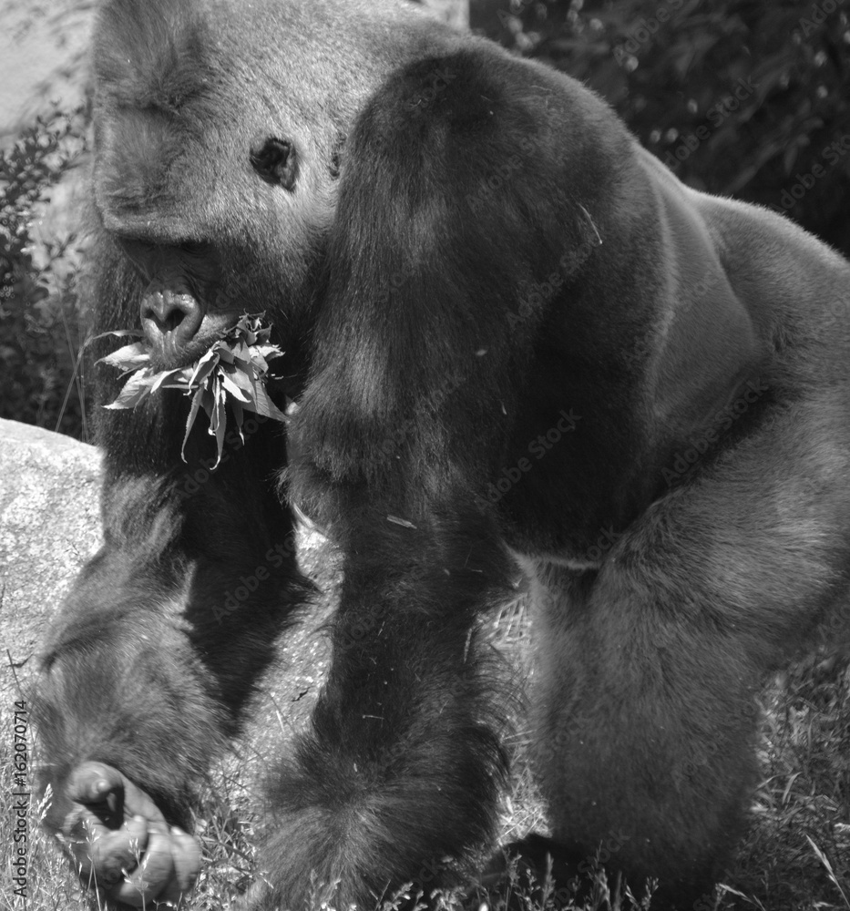 Gorillas are ground-dwelling, predominantly herbivorous apes that ...
