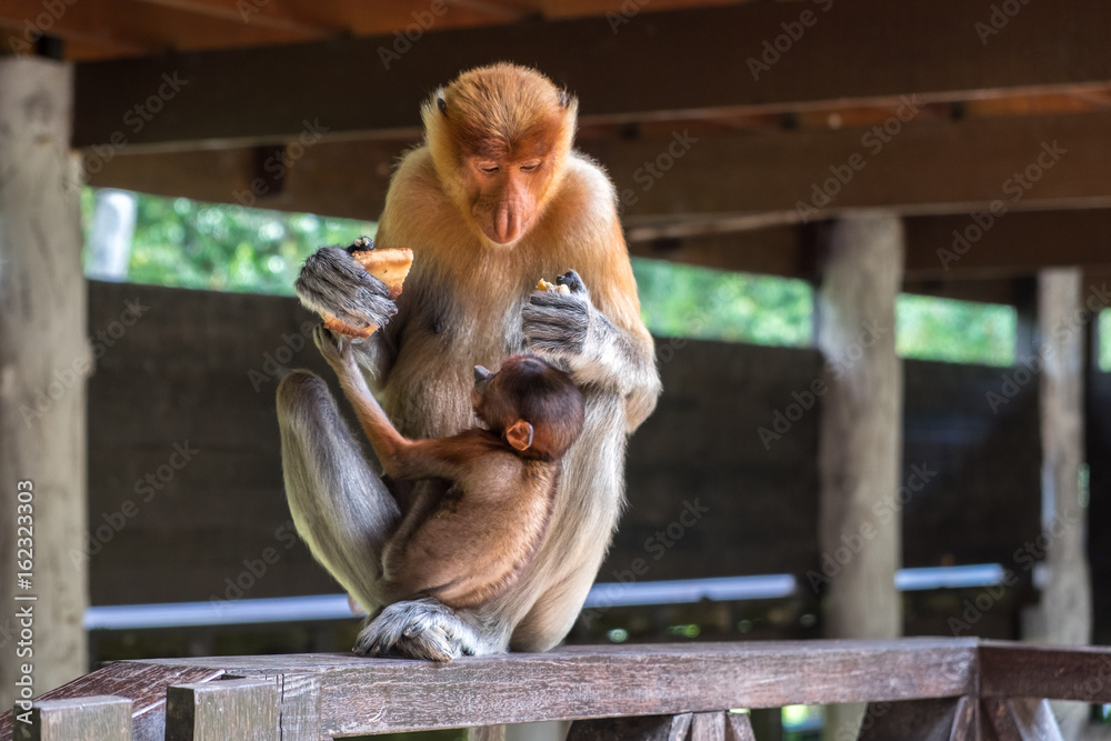 Proboscis monkey with baby monkey sitting on the wood. Adult female ...
