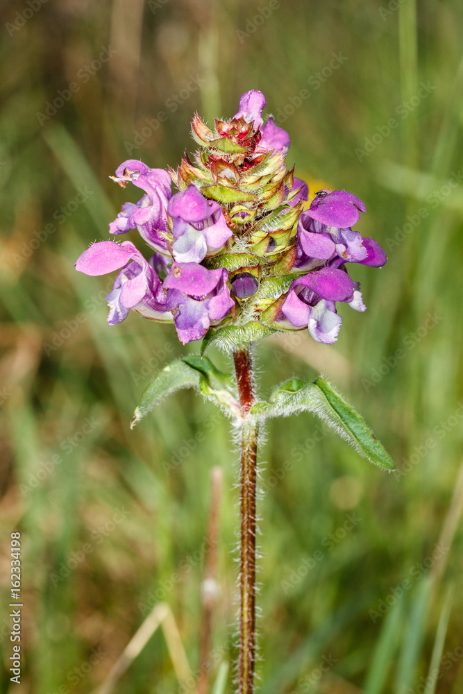 Prunella vulgaris. Prunela, Consuelda menor. Stock Photo | Adobe Stock