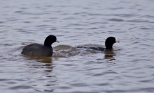 Two American Coots Free Stock Photo - Public Domain Pictures