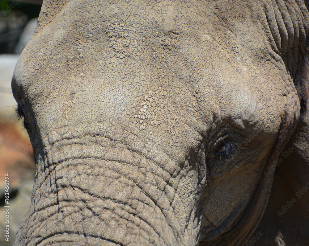 Elephants are large mammals of the family Elephantidae and the order ...