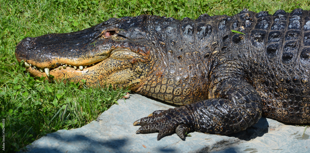 An alligator is a crocodilian in the genus Alligator of the family ...