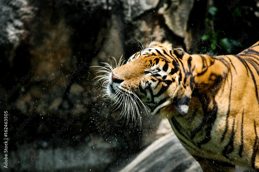 Tiger Shaking Water off its Body Stock Photo | Adobe Stock