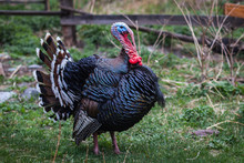Tom Turkey In Green Field Free Stock Photo - Public Domain Pictures