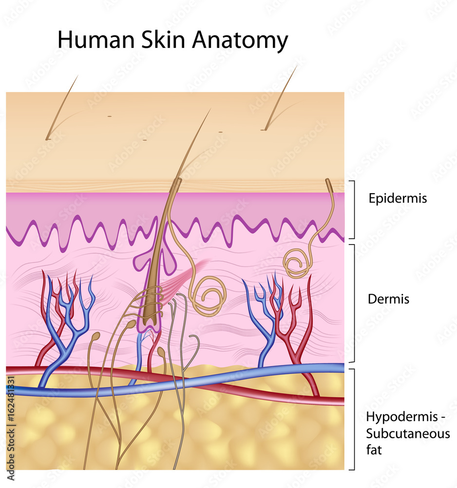 Human skin anatomy, unlabeled Stock Illustration | Adobe Stock