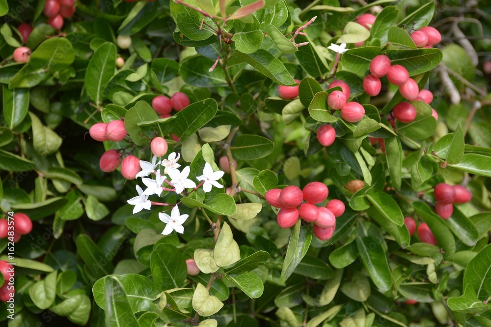 Carissa carandas fruit in nature garden Stock Photo | Adobe Stock