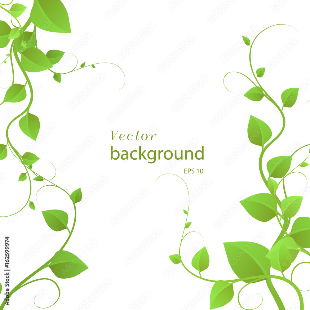foliage on a white background, climbing plants, vector illustration ...