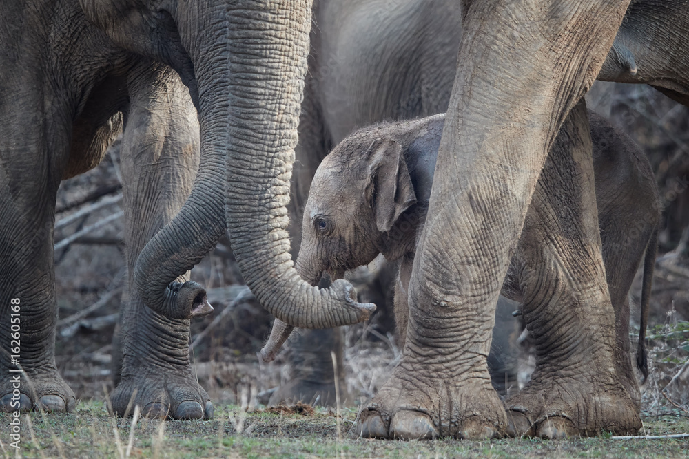 Sri Lankan elephant, Elephas maximus maximus, mother protecting new ...
