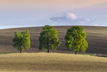 Three Trees Free Stock Photo - Public Domain Pictures