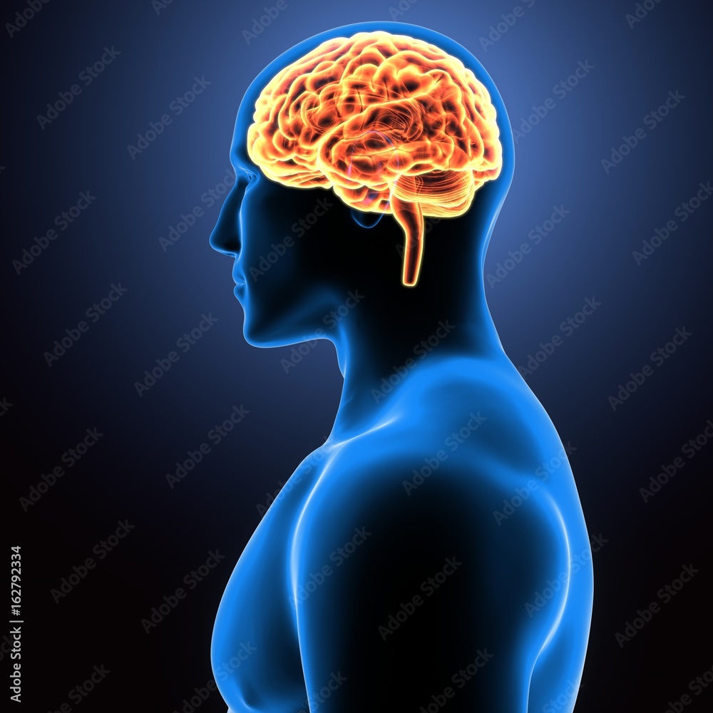 3d illustration of human body brain anatomy Stock Illustration | Adobe ...