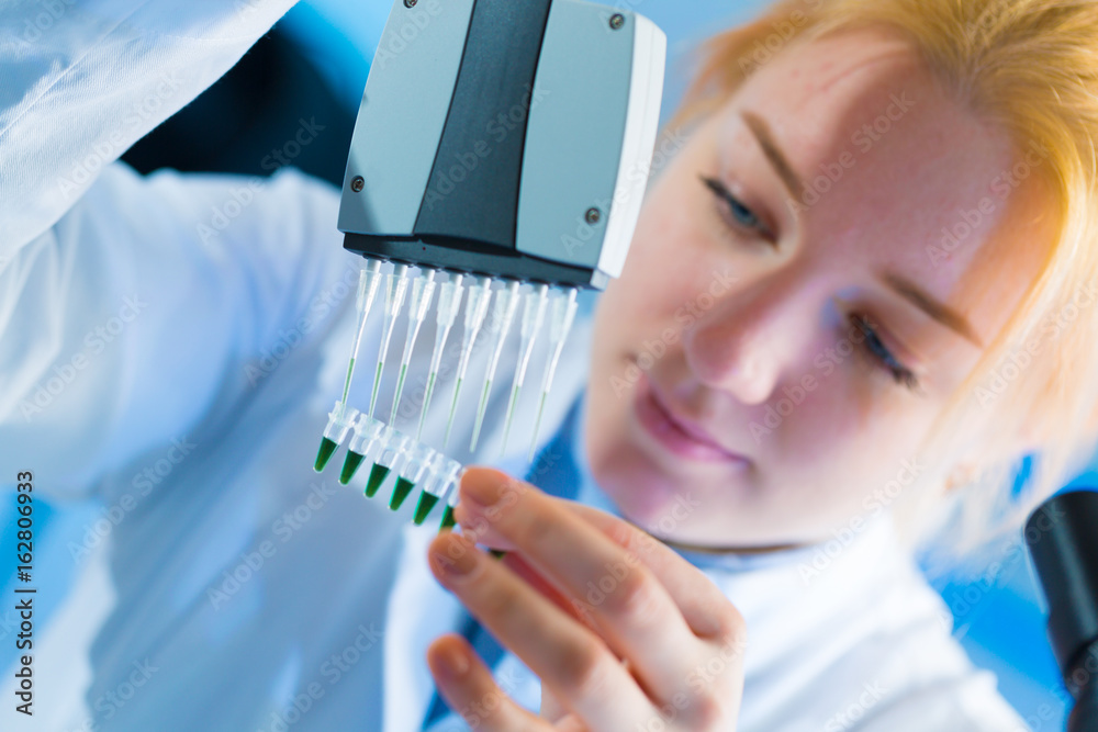 using a multi channel pipette for pcr processing in microbiological ...
