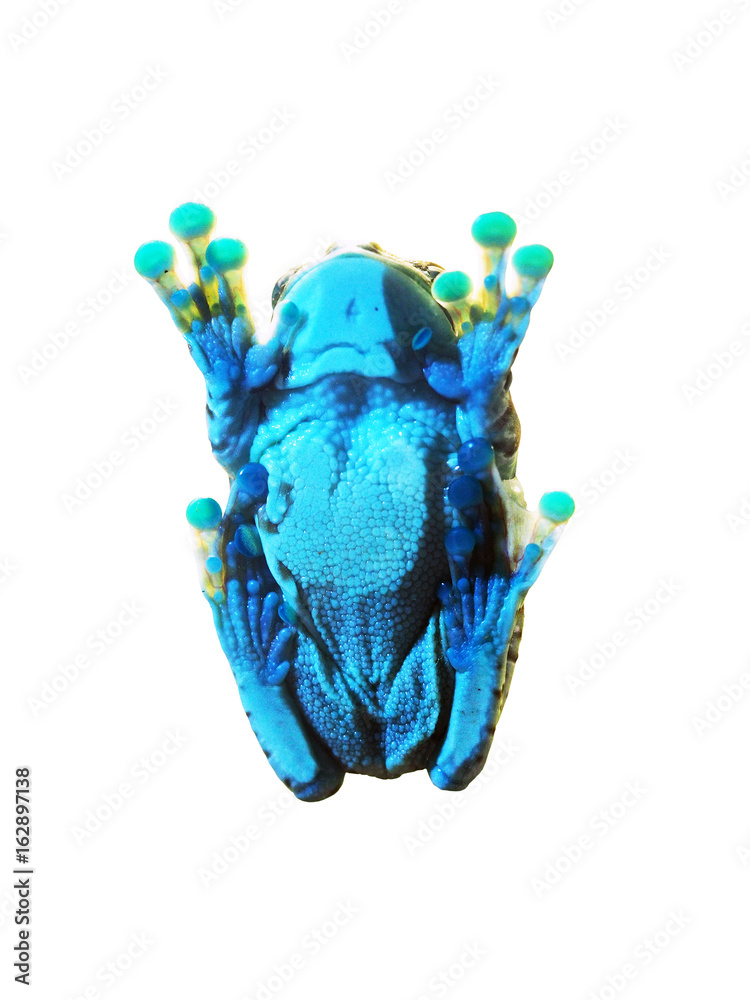 Poisonous blue red-eyed tree frog, Agalychnis callidryas ...