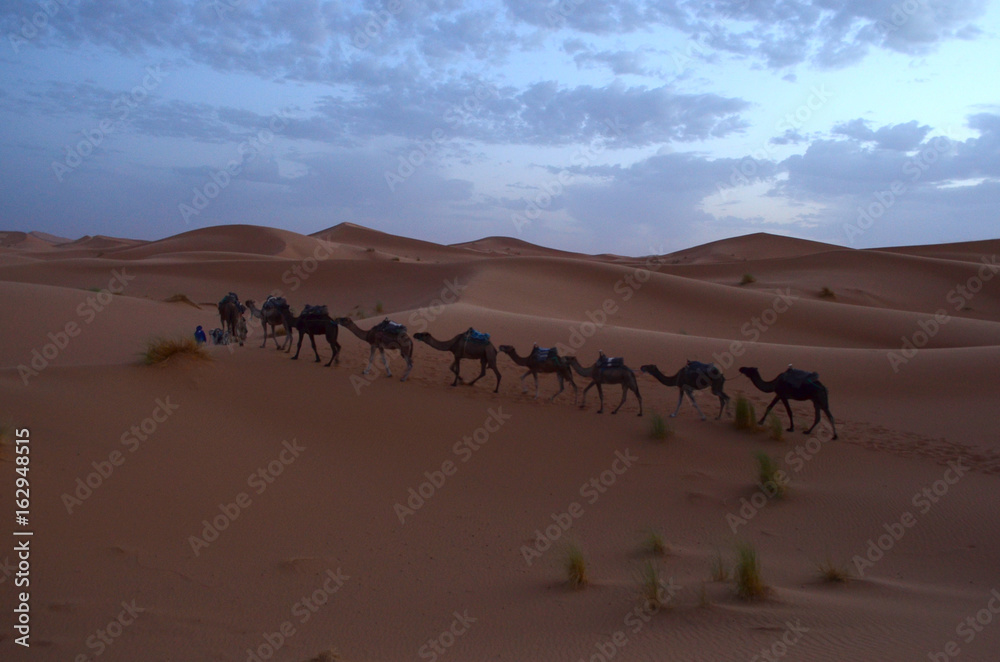 Line of Camels through the sunrise of Sahara Great Desert in High Atlas ...