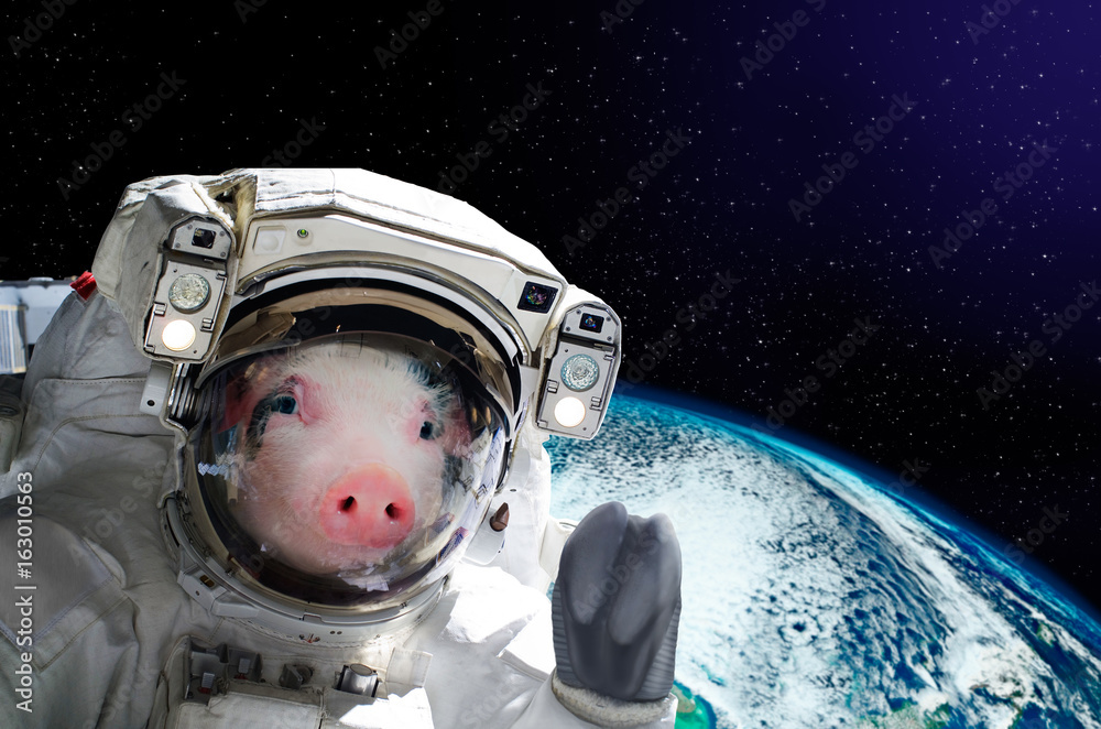 Portrait of a pig astronaut in space on background of the globe ...