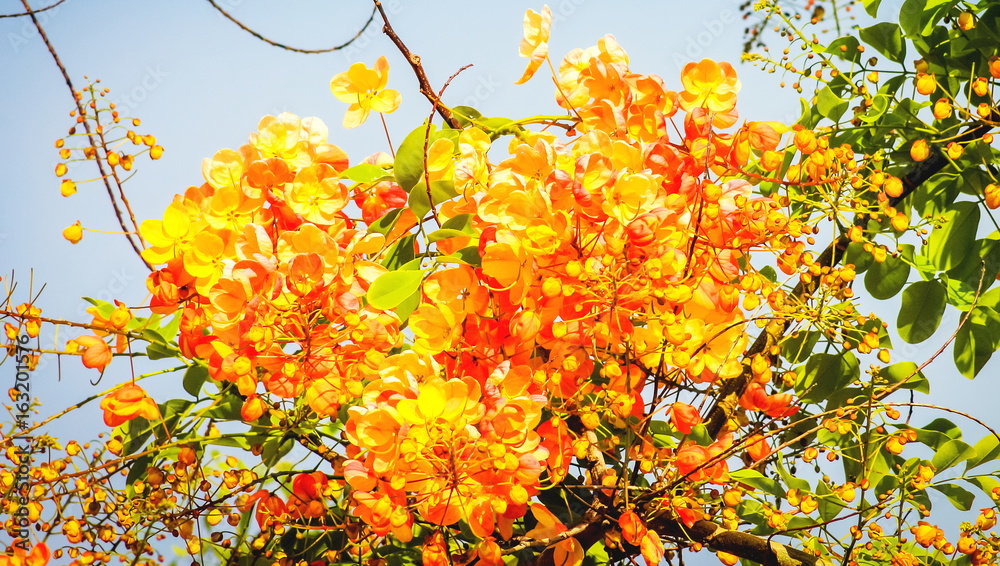 Cassia fistula, known as the golden rain tree, canafistula and by other ...