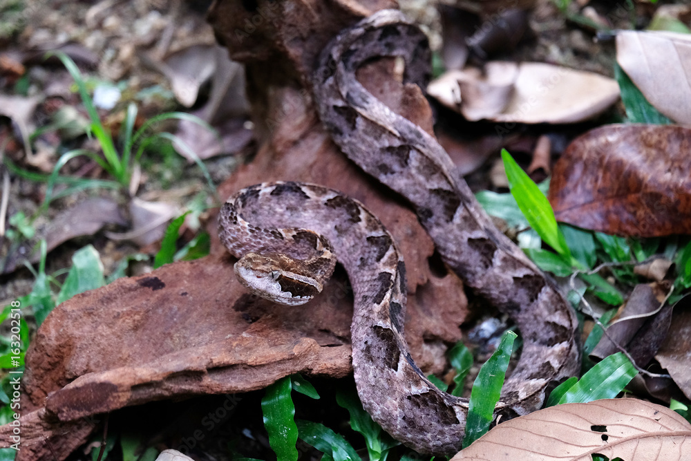 Calloselasma rhodostoma also known as Malayan/Malaysian Pit Viper ...
