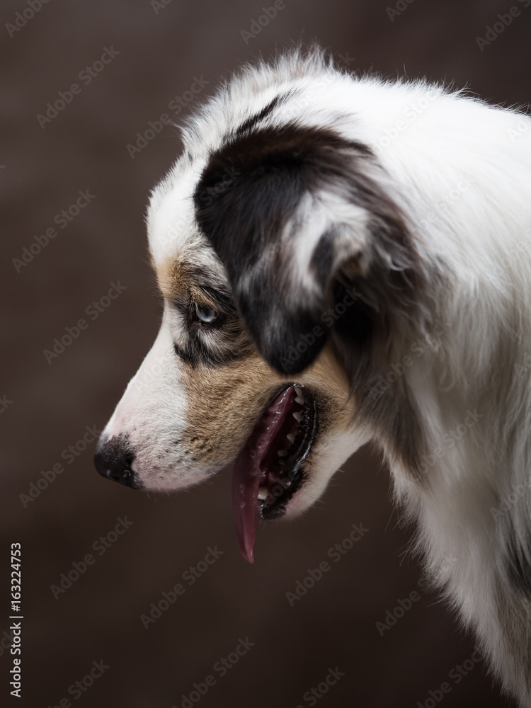 Foto de Stock Portrait of a breed of Australian shepherd breed, profile ...