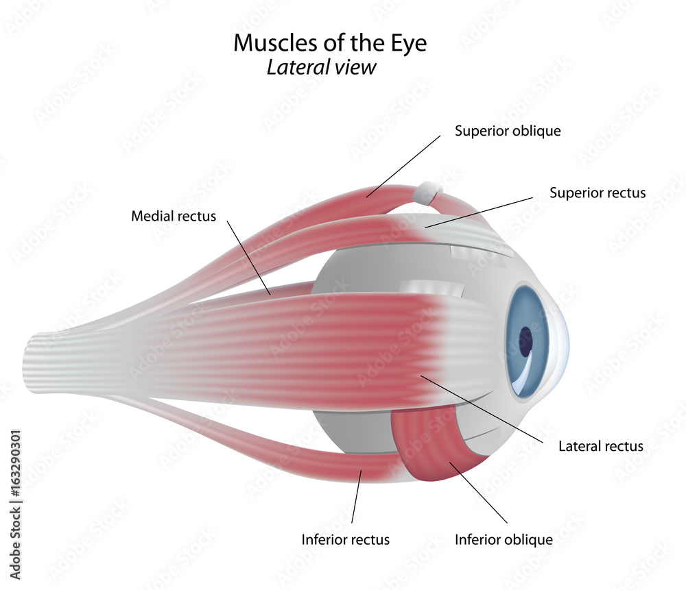 Muscles of the eye Stock Illustration | Adobe Stock