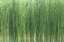 Papyrus Water Reed Free Stock Photo - Public Domain Pictures