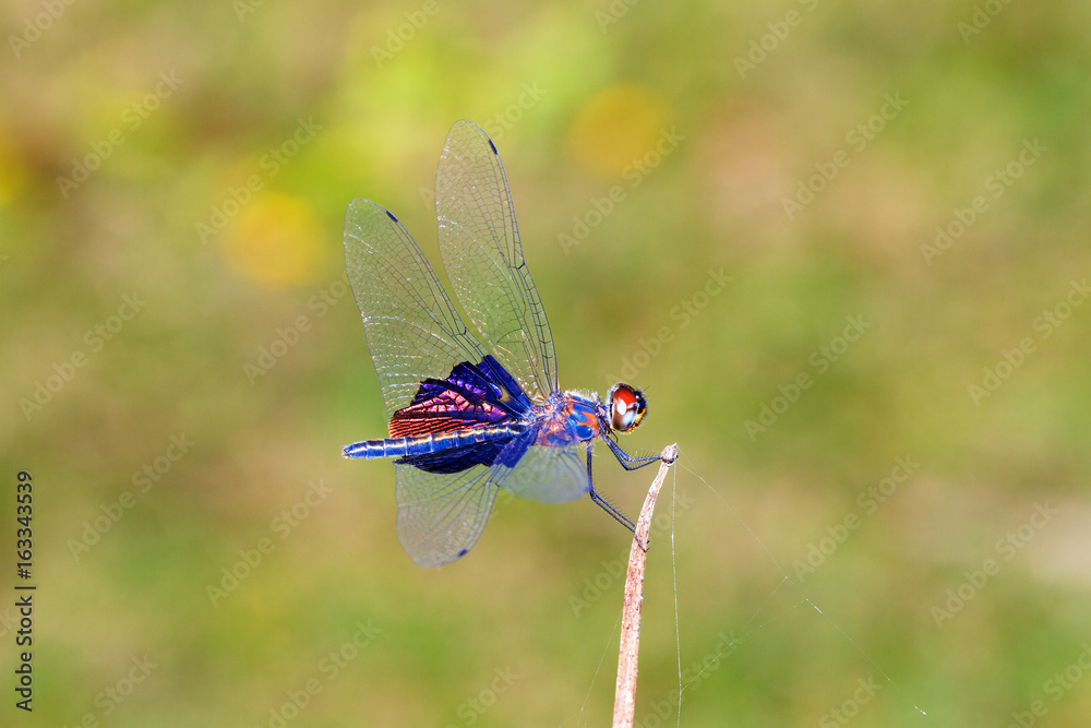 Beautiful dragonfly with amazing colors, presumably the Phantom ...