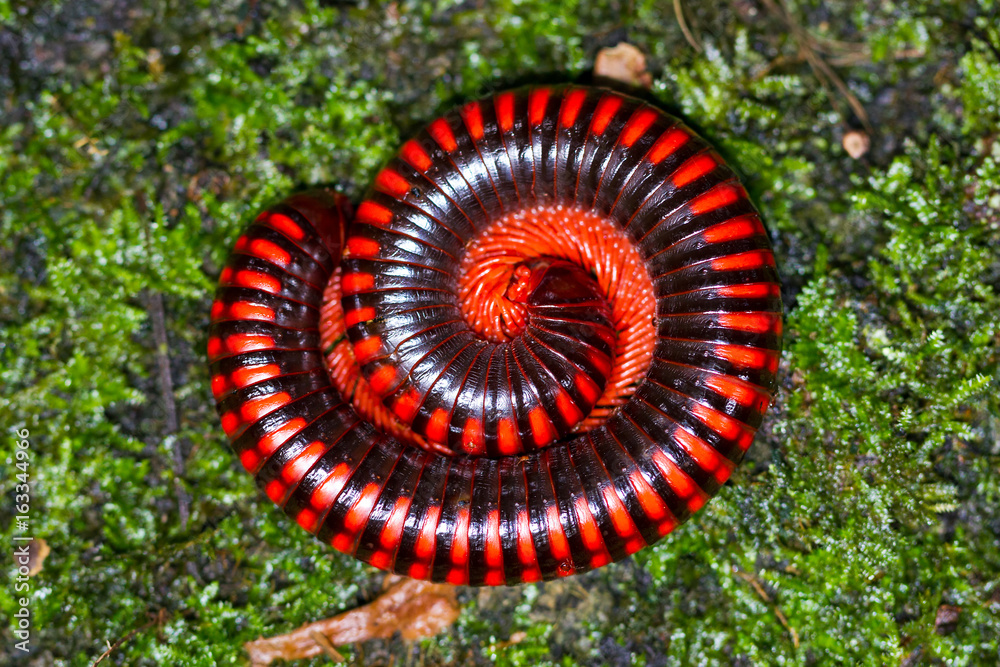 Madagascan Fire Millipede (pres. Aphistogoniulus Corallipes) in the ...