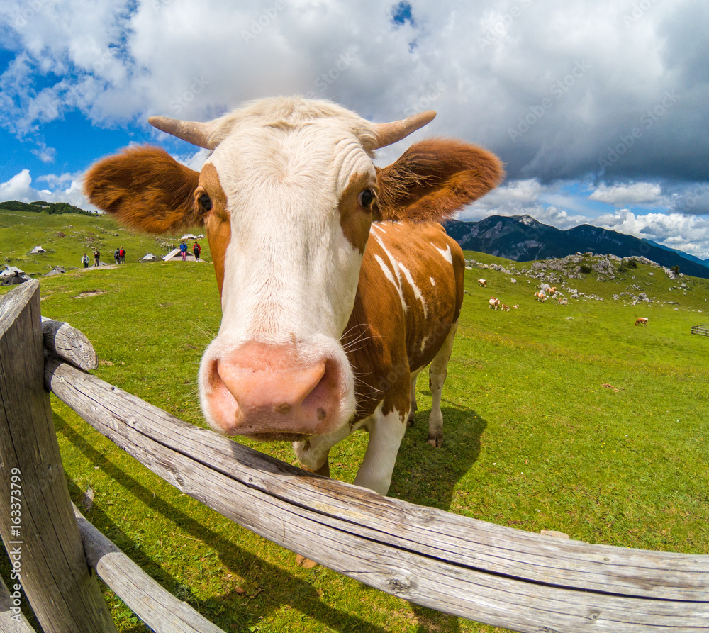 Happy cow Stock Photo | Adobe Stock
