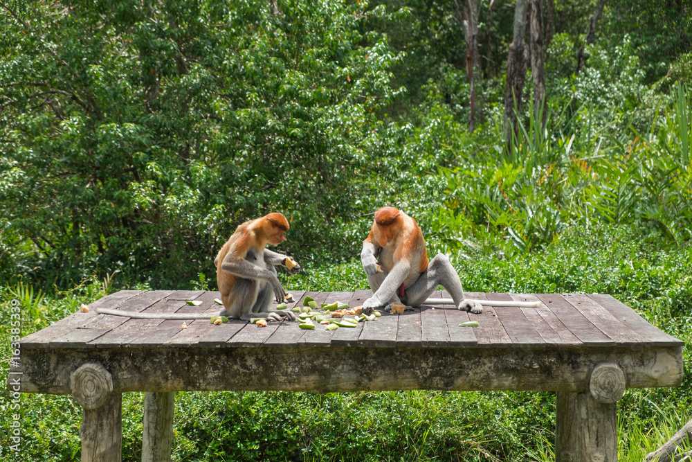 Feedign of proboscis monkeys. Adult male and female monkeys sitting on ...