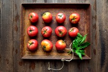 Tomato Rust Free Stock Photo - Public Domain Pictures