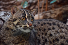 Fishing Cat Angler Free Stock Photo - Public Domain Pictures