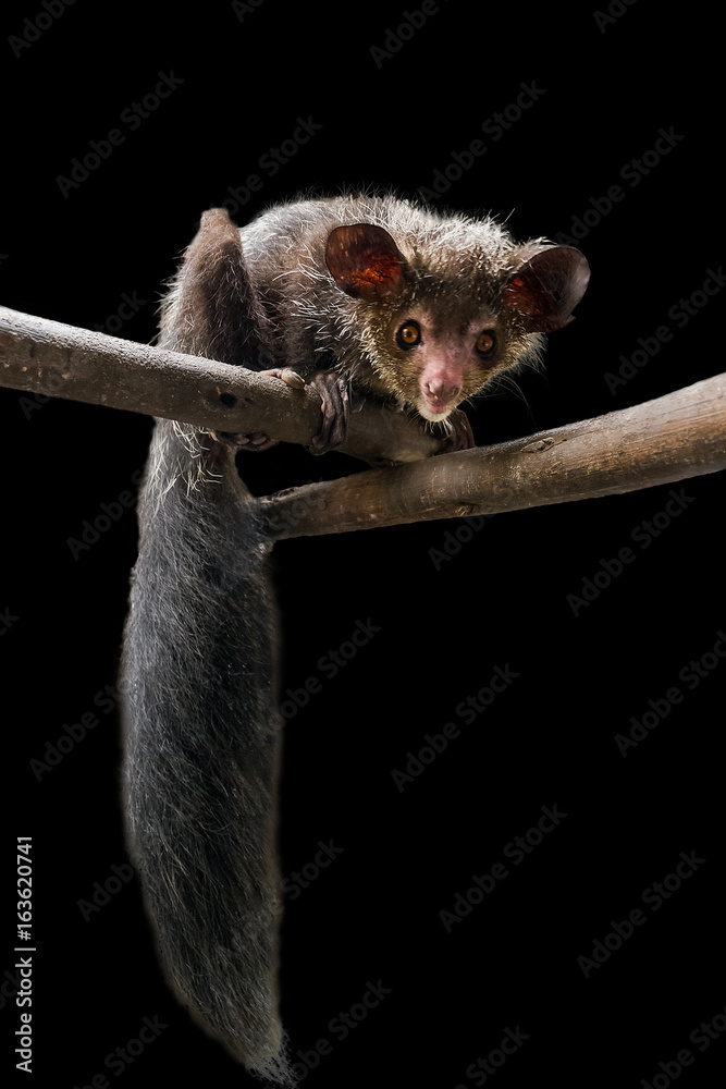 The aye-aye (Daubentonia madagascariensis), a beautiful nocturnal lemur ...