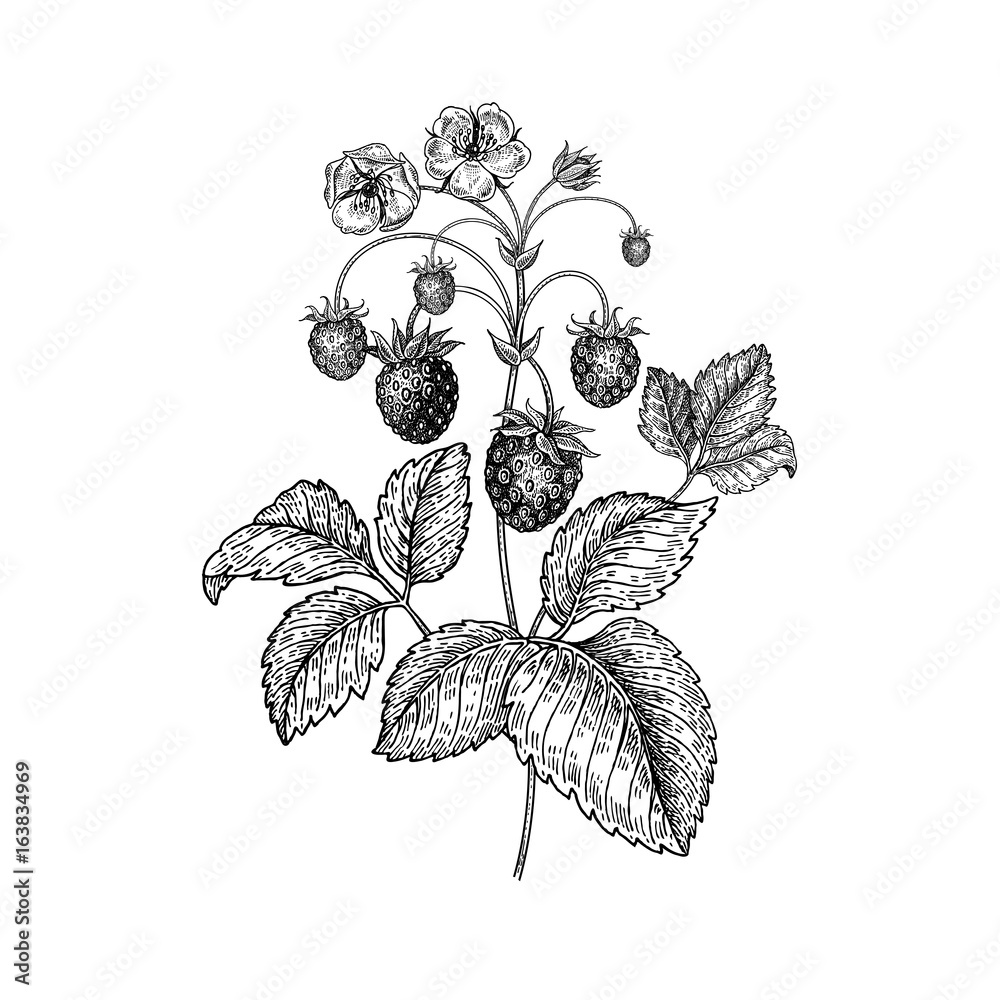 Realistic hand drawing strawberries. Stock Vector | Adobe Stock