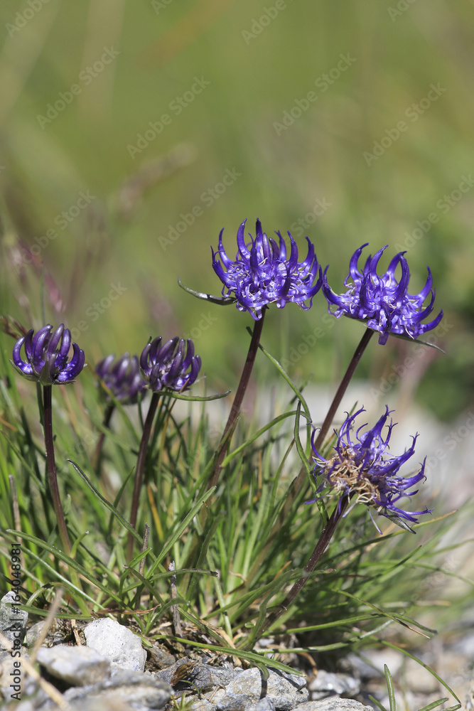 Blüten der halbkugeligen Teufelskralle oder Grasblatt-Teufelskralle ...