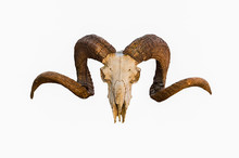 Steampunk Ram Skull Free Stock Photo - Public Domain Pictures