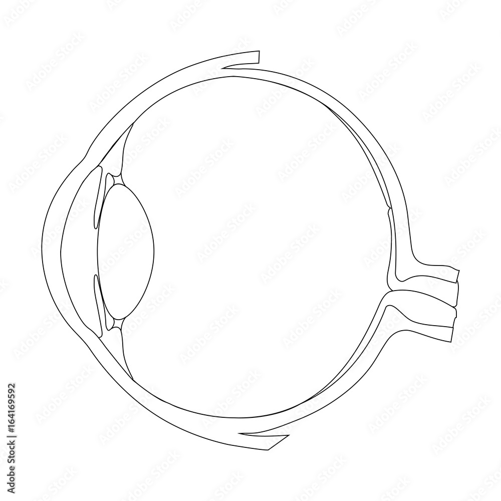Human eye structure scheme medical vector illustration. Educational ...
