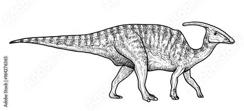 Parasaurolophus illustration, drawing, engraving, ink, line art, vector ...
