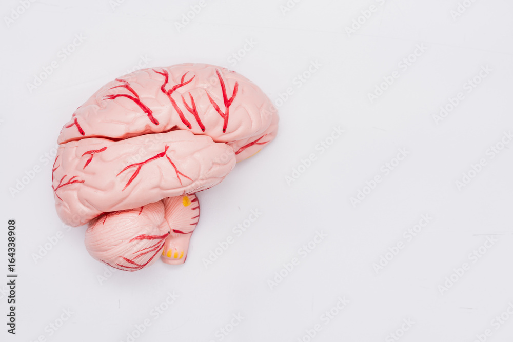Close-up of Internal organs dummy on white background. Human anatomy ...