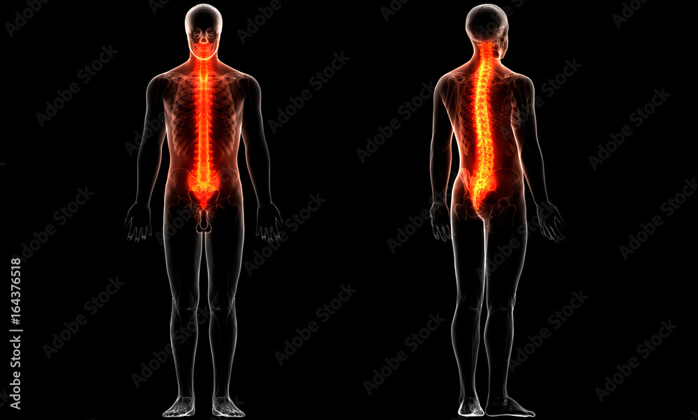 Stock-Illustration „Human Skeleton Vertebral Column Anatomy“ | Adobe Stock